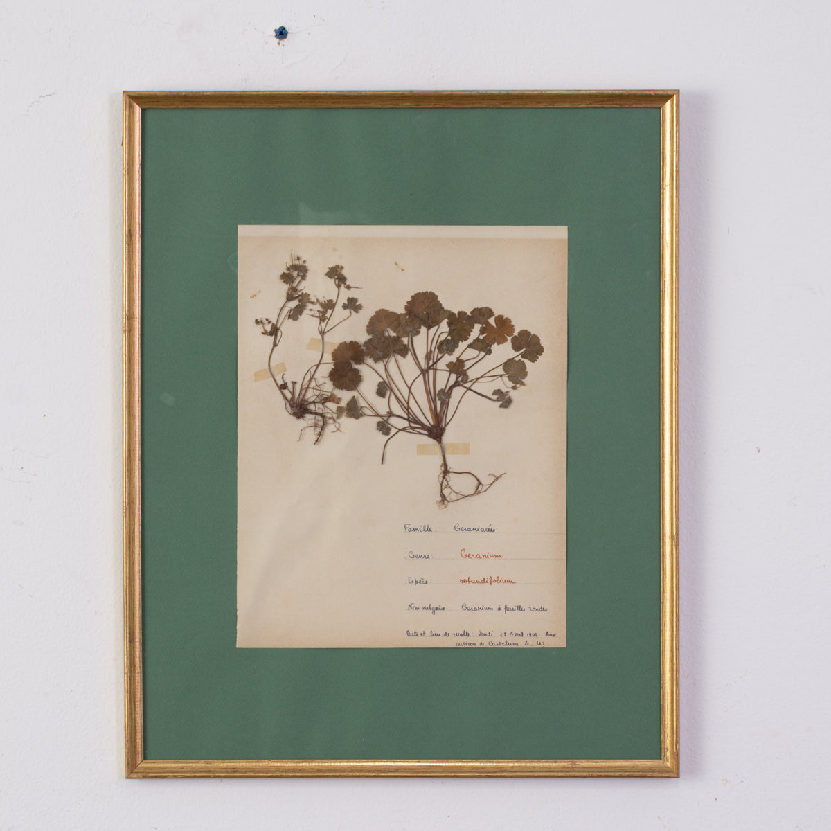 A Set of four Botanical Specimens – The Vault Sydney